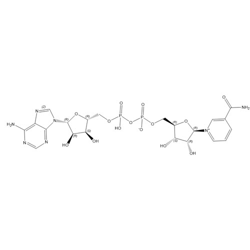 β-Nicotinamide Adenine Dinucleotide - CAS - 53-84-9